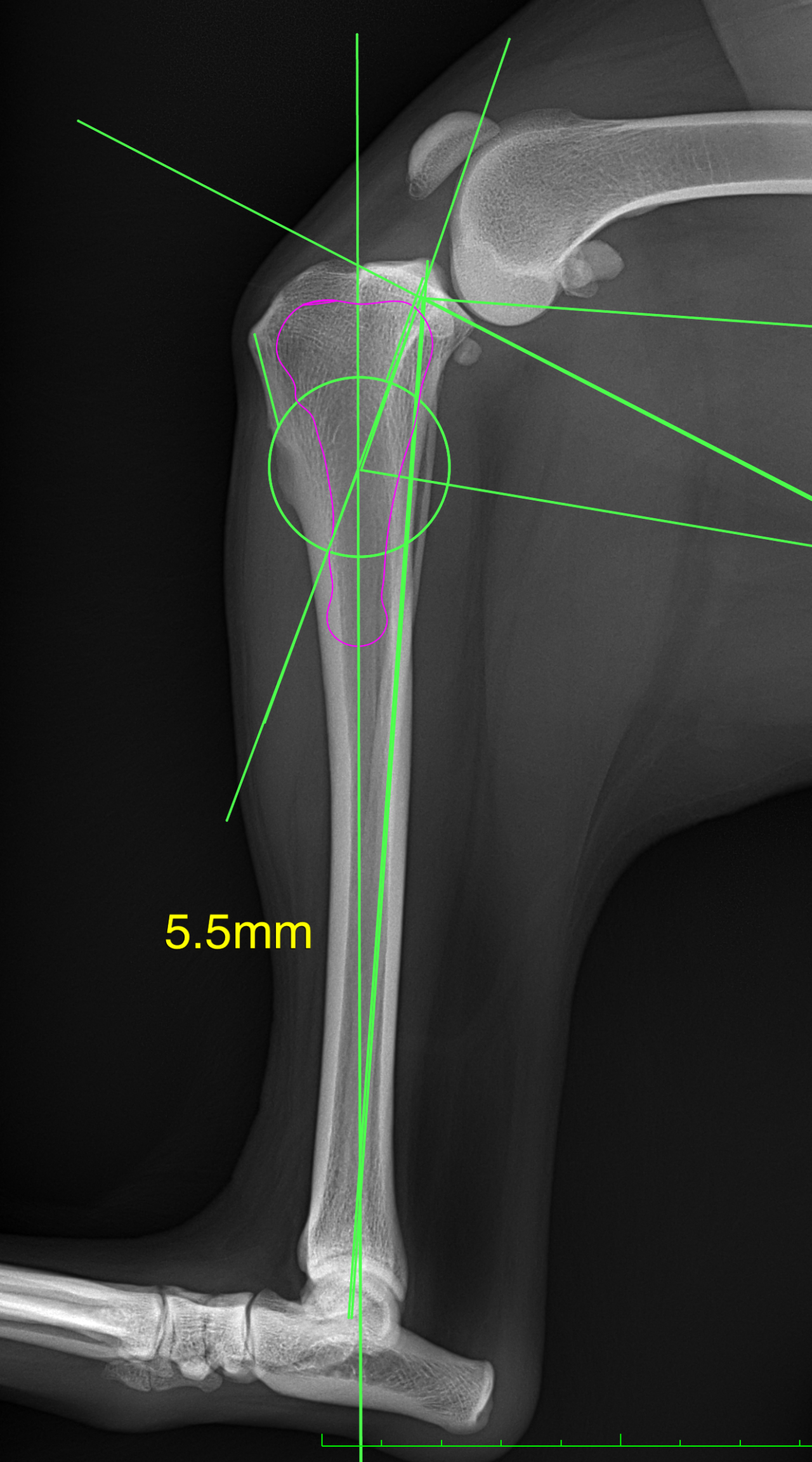 CBLO #168｜東京都町田市の二次診療動物病院 オールハート動物リファーラルセンター