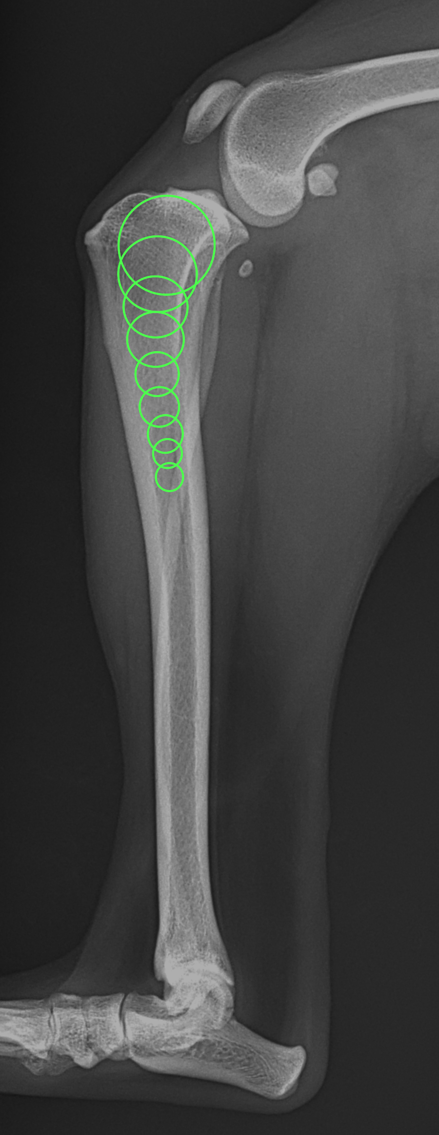 CBLO #172｜東京都町田市の二次診療動物病院 オールハート動物リファーラルセンター