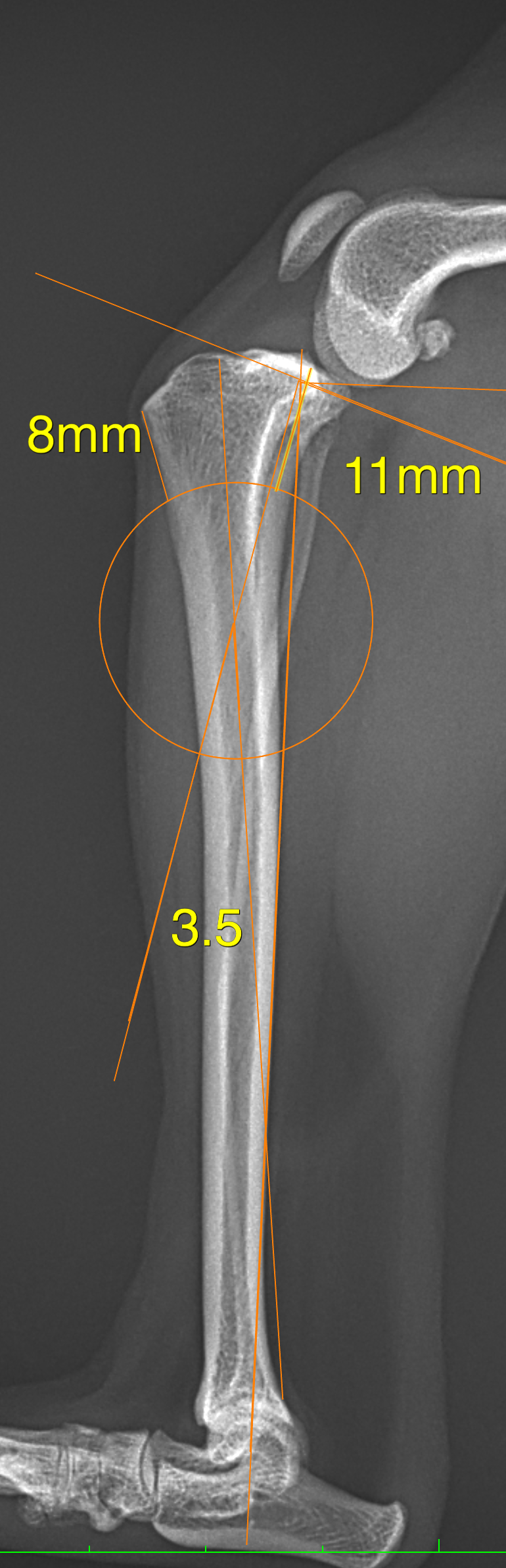 CBLO #175｜東京都町田市の二次診療動物病院 オールハート動物リファーラルセンター