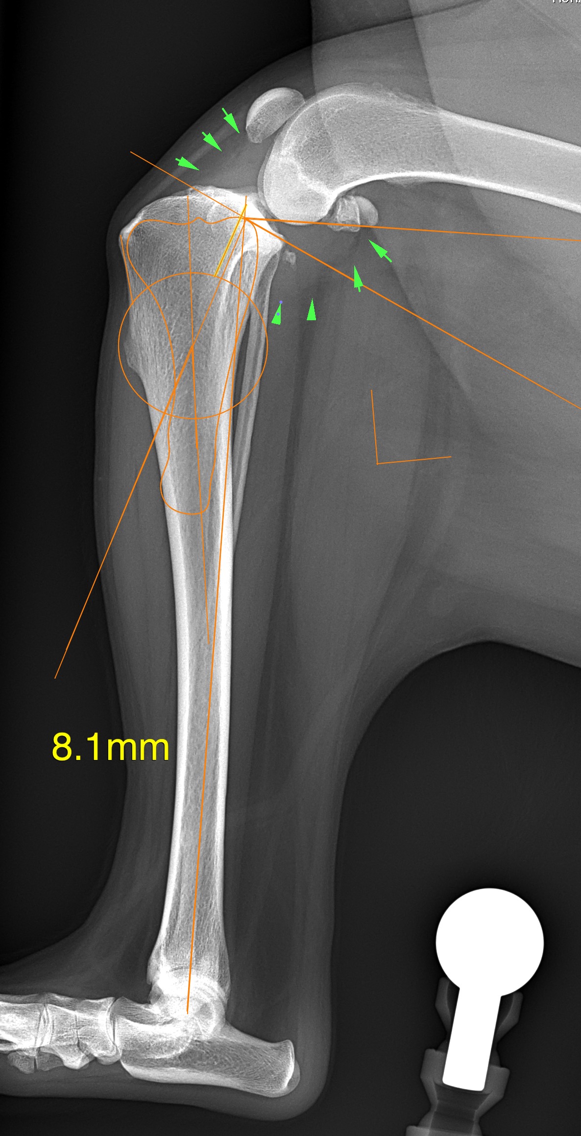 CBLO #178｜東京都町田市の二次診療動物病院 オールハート動物リファーラルセンター