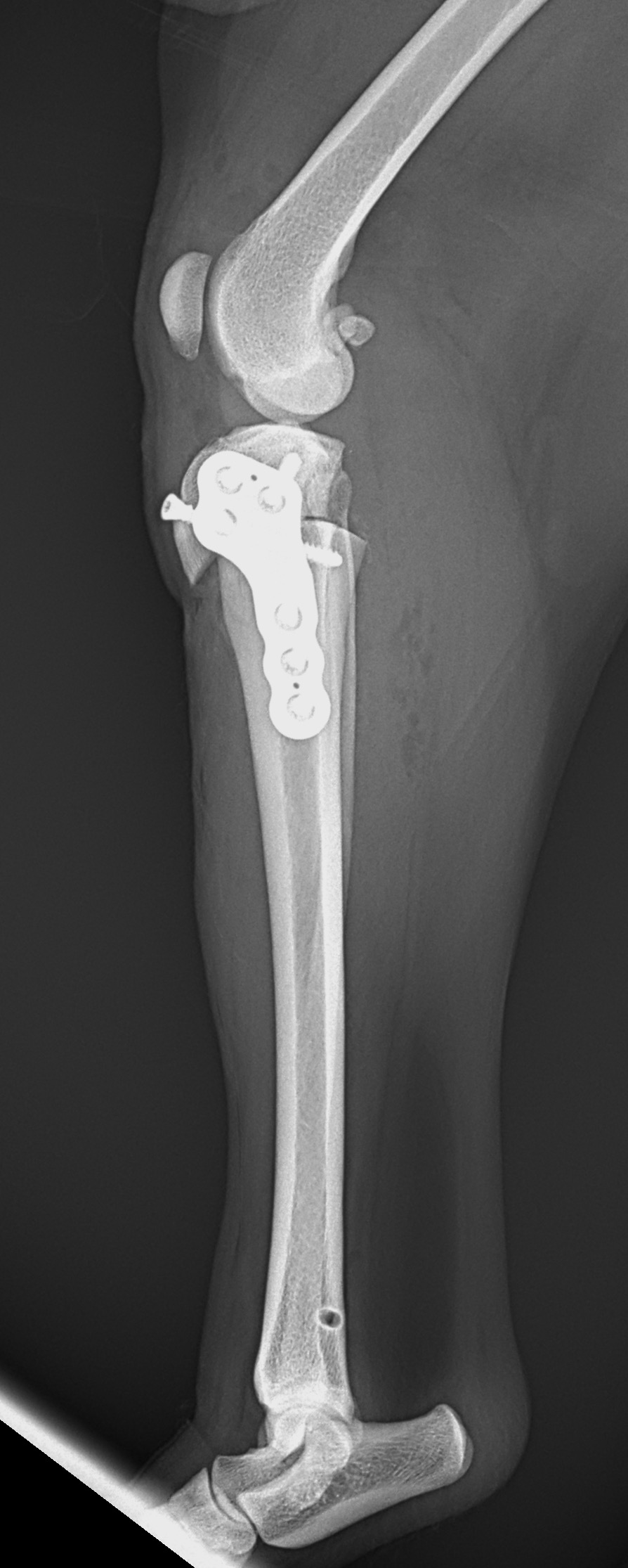 CBLO #177｜東京都町田市の二次診療動物病院 オールハート動物リファーラルセンター