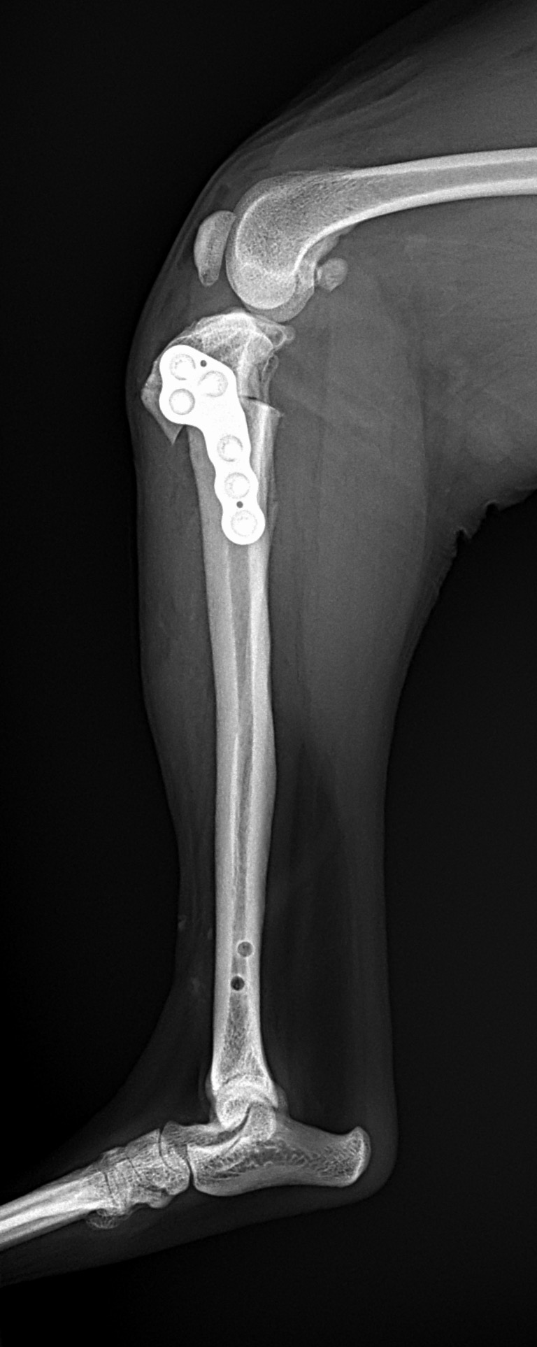 CBLO #179｜東京都町田市の二次診療動物病院 オールハート動物リファーラルセンター