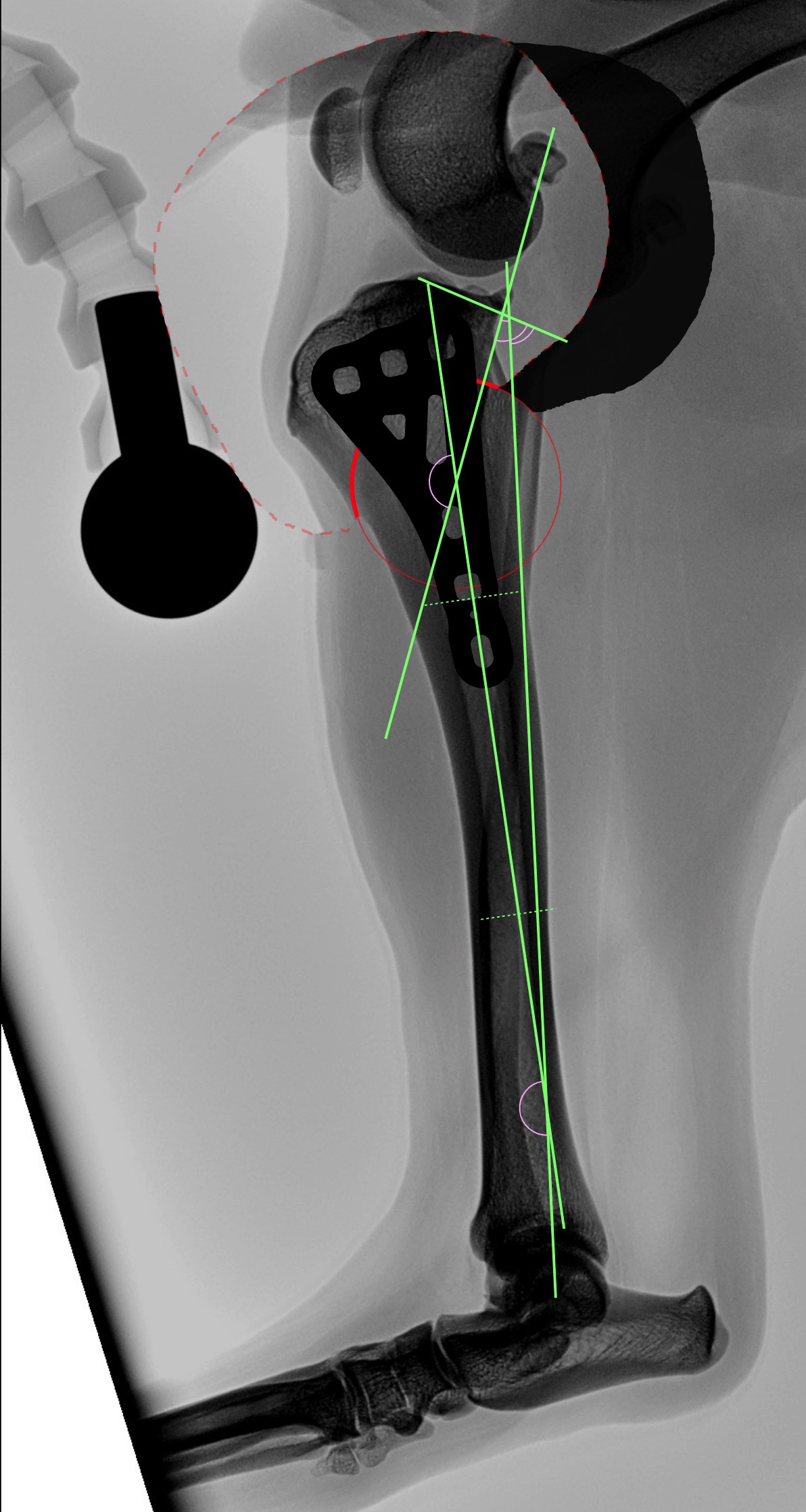 CBLO #186｜東京都町田市の二次診療動物病院 オールハート動物リファーラルセンター