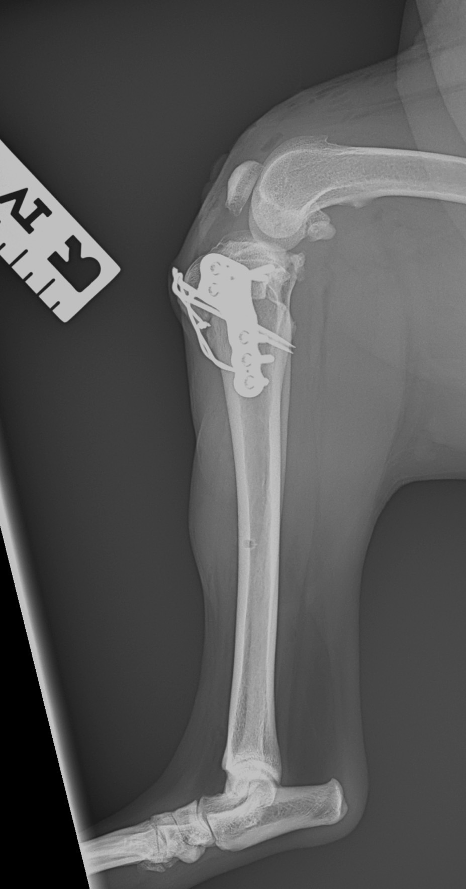 CBLO #189｜東京都町田市の二次診療動物病院 オールハート動物リファーラルセンター