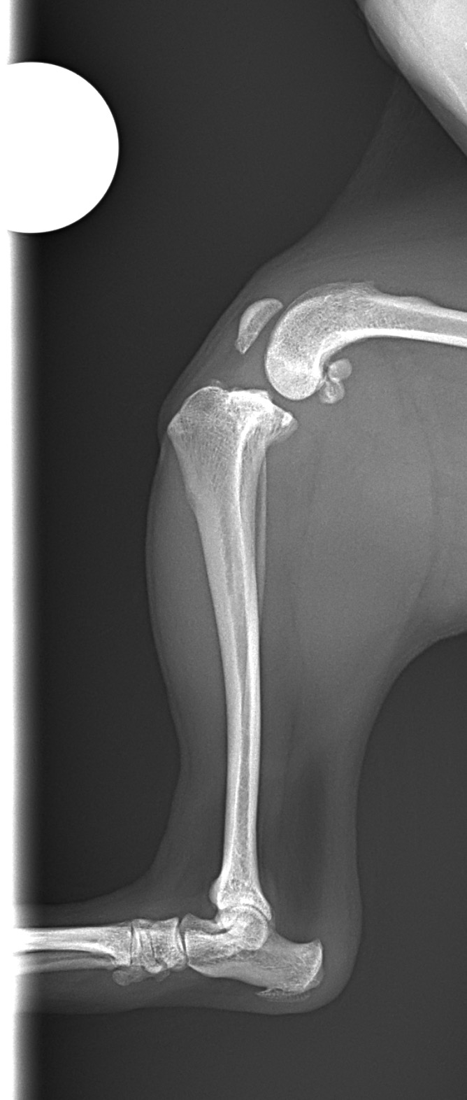 CBLO #191｜東京都町田市の二次診療動物病院 オールハート動物リファーラルセンター