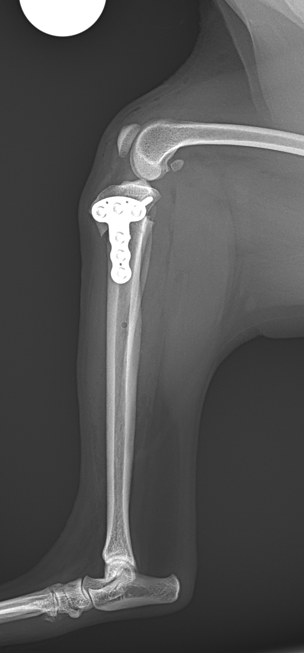 CBLO #192｜東京都町田市の二次診療動物病院 オールハート動物リファーラルセンター