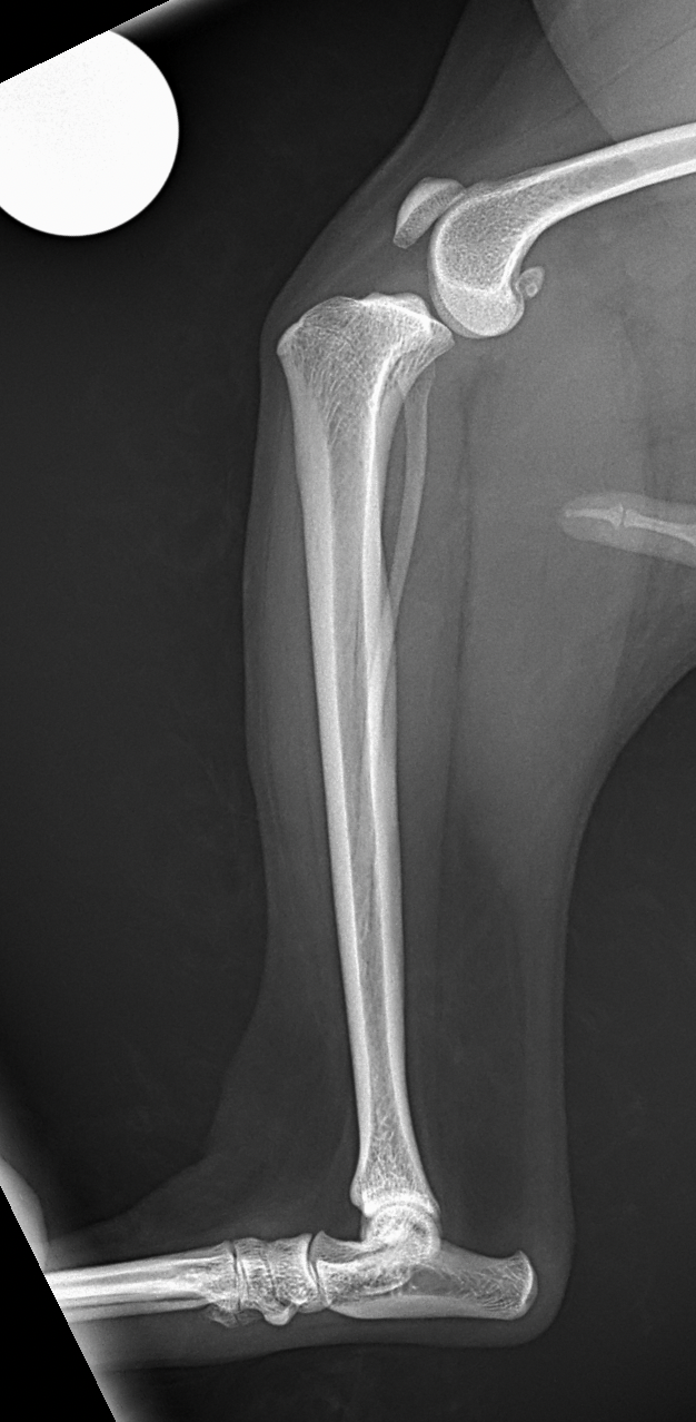CBLO #192｜東京都町田市の二次診療動物病院 オールハート動物リファーラルセンター
