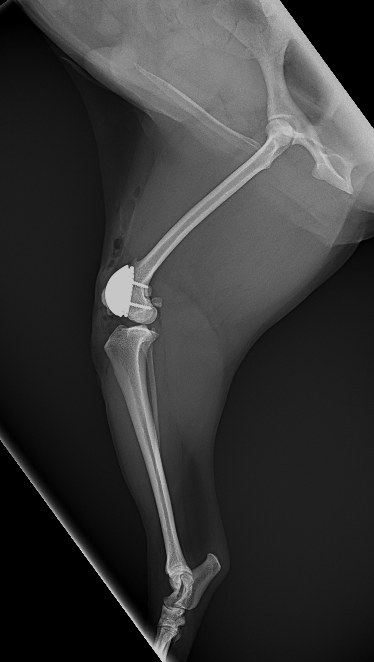 人工滑車置換術 PGR｜東京都町田市の二次診療動物病院 オールハート動物リファーラルセンター