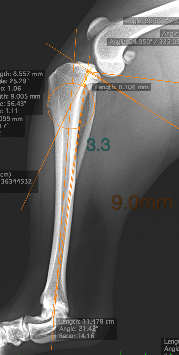 CBLO #195｜東京都町田市の二次診療動物病院 オールハート動物リファーラルセンター
