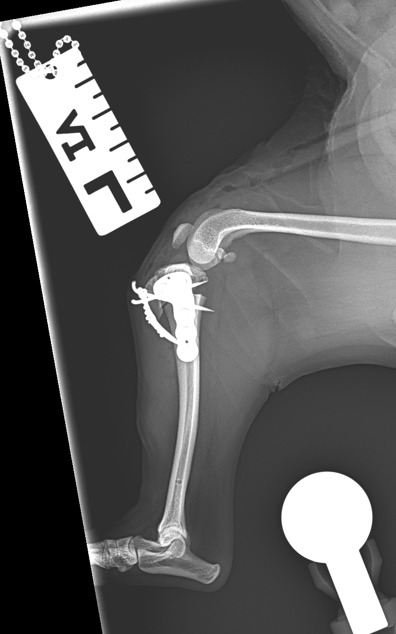 CBLO #208｜東京都町田市の二次診療動物病院 オールハート動物リファーラルセンター