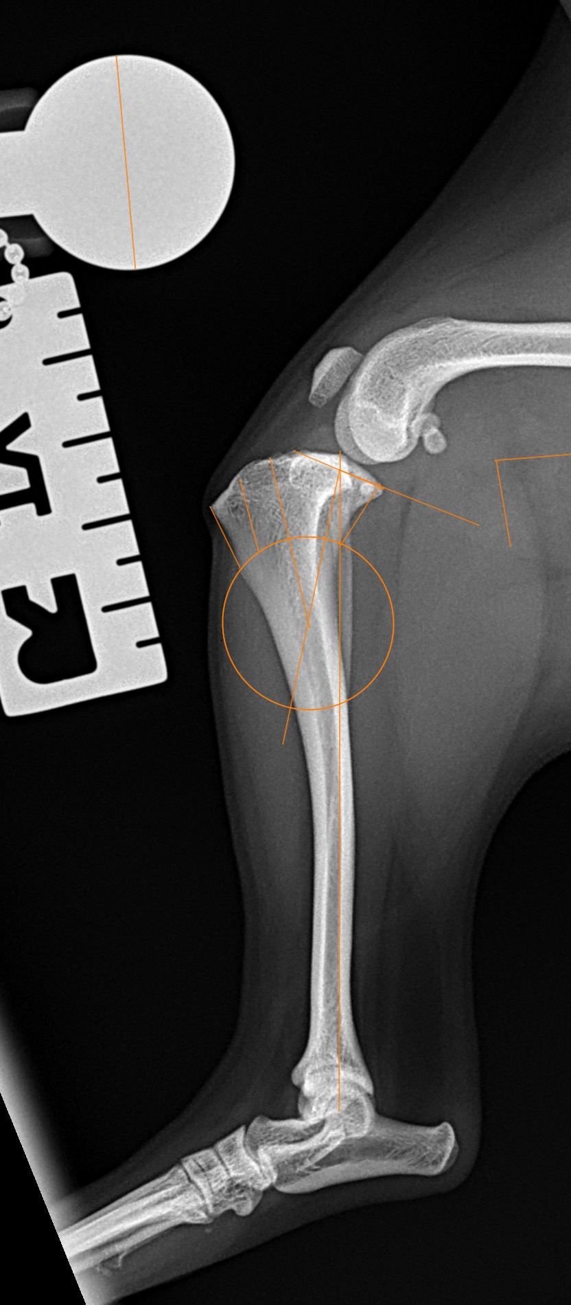 CBLO #208｜東京都町田市の二次診療動物病院 オールハート動物リファーラルセンター