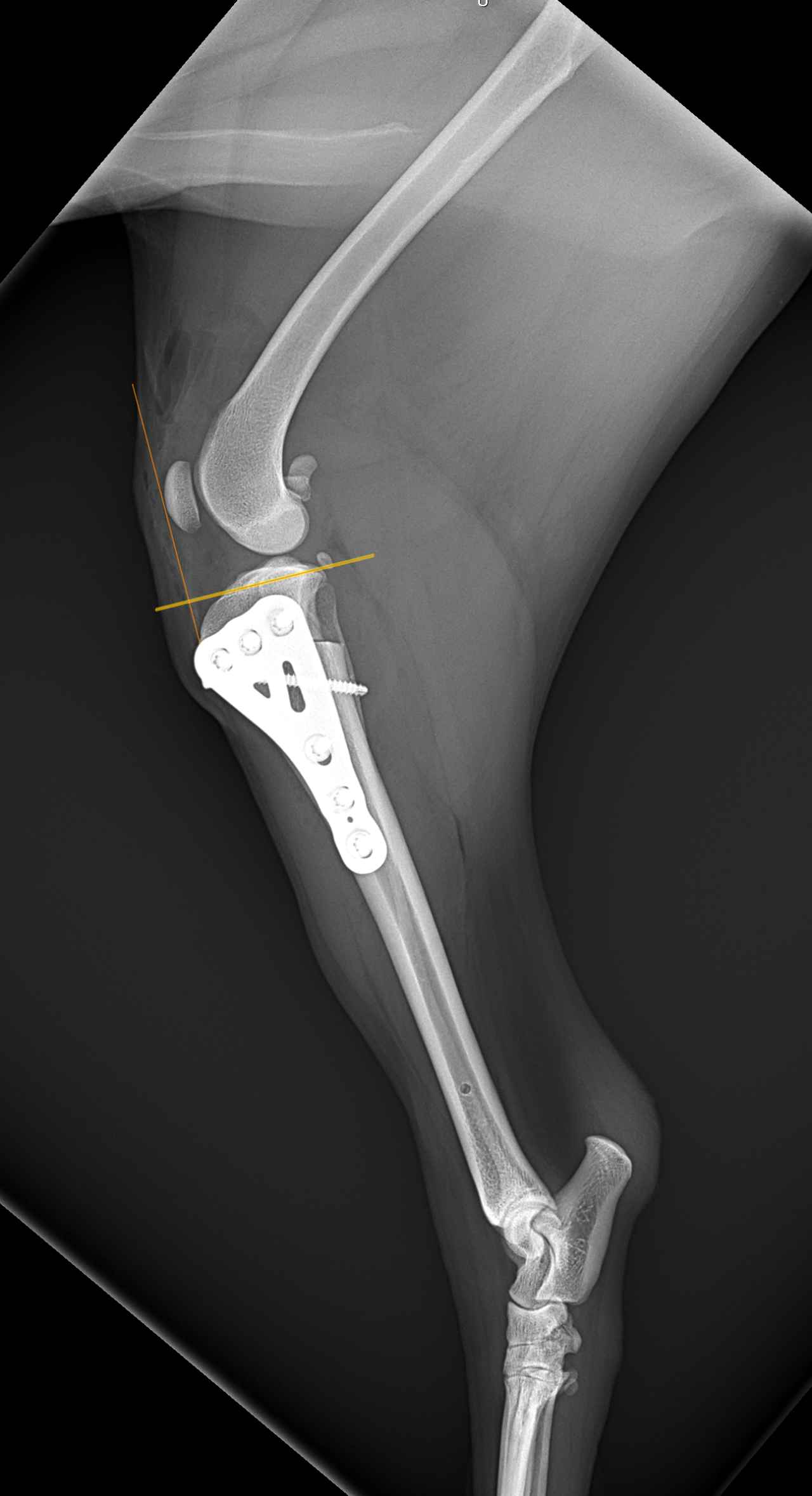 CBLO #213｜東京都町田市の二次診療動物病院 オールハート動物リファーラルセンター