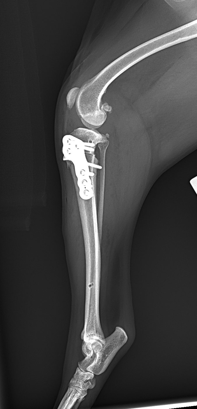 CBLO #215｜東京都町田市の二次診療動物病院 オールハート動物リファーラルセンター