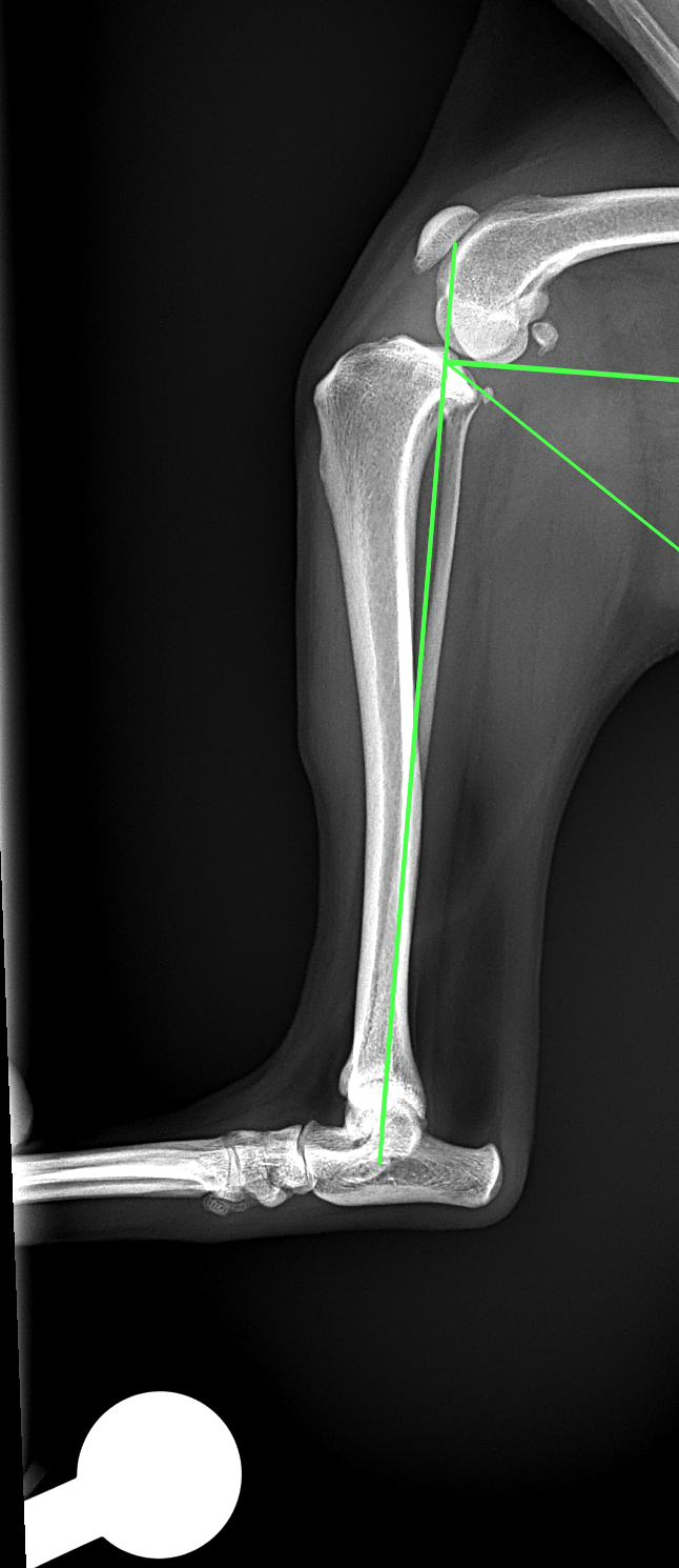 CBLO #215｜東京都町田市の二次診療動物病院 オールハート動物リファーラルセンター